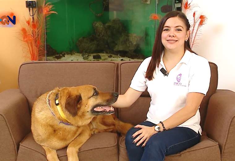 Psicóloga incorpora perros de terapia en sus consultas | Teletica